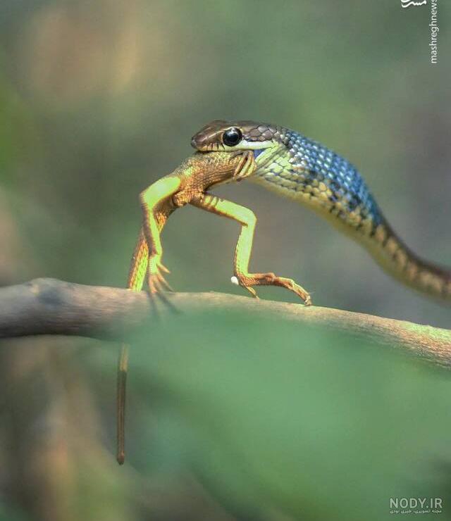 عکس ماری مار - عکس نودی