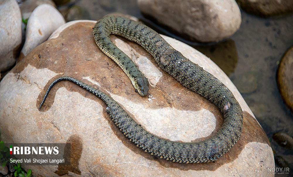 عکس مار آبی شمال - عکس نودی