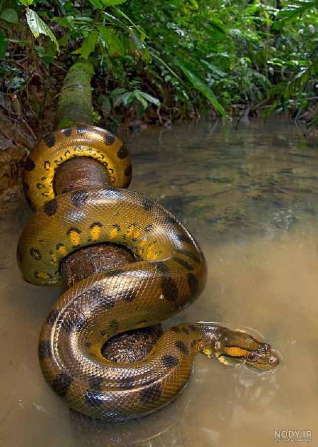 عکس مار آدم کش - عکس نودی