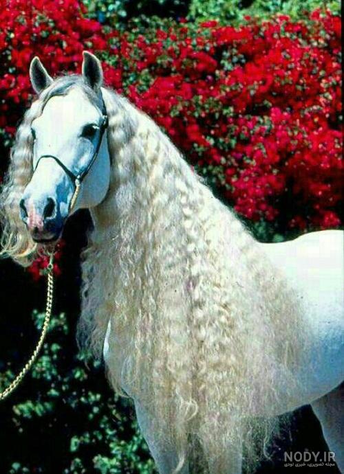 عکس اسب سبز واقعی - عکس نودی