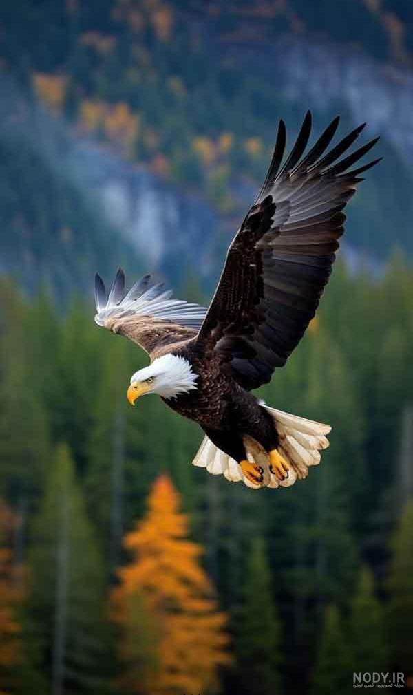 عکس پروفایل قلمرو عقاب ها - عکس نودی